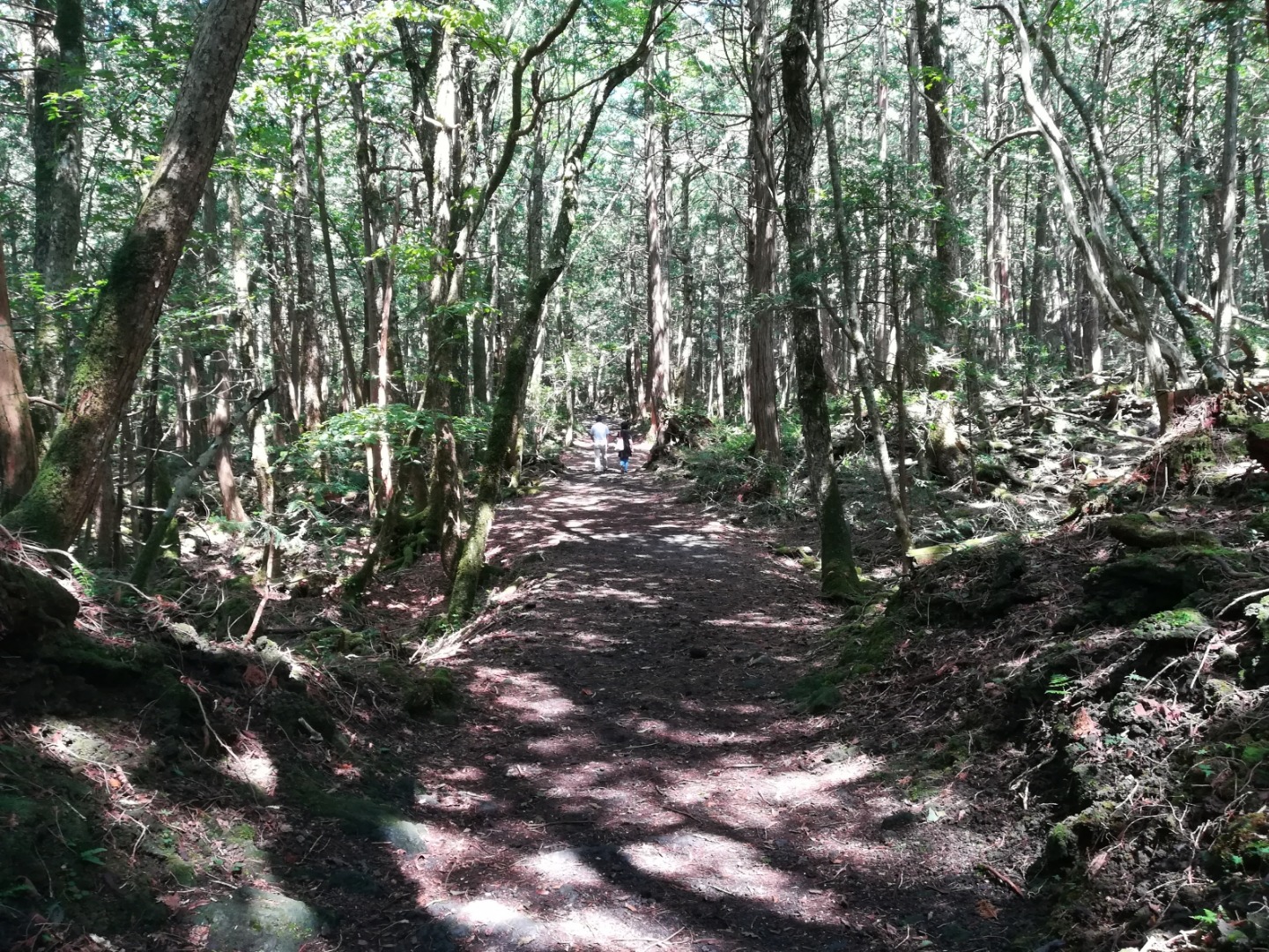 [SALE] Explore Aokigahara Forest: Cave Trekking Tour - Ticket KD