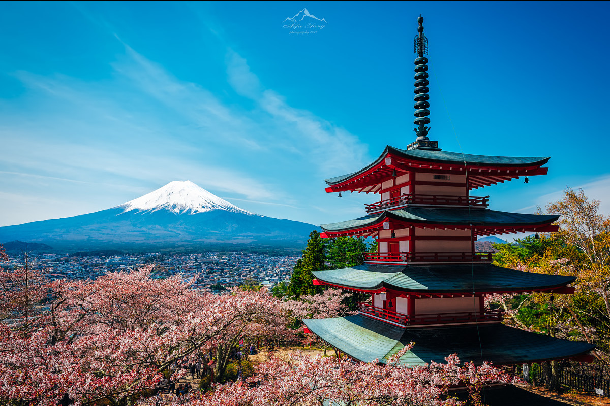 [Yamanashi] Mount Fuji Kawaguchiko & Seasonal Limited Fuji Shibazakura ...