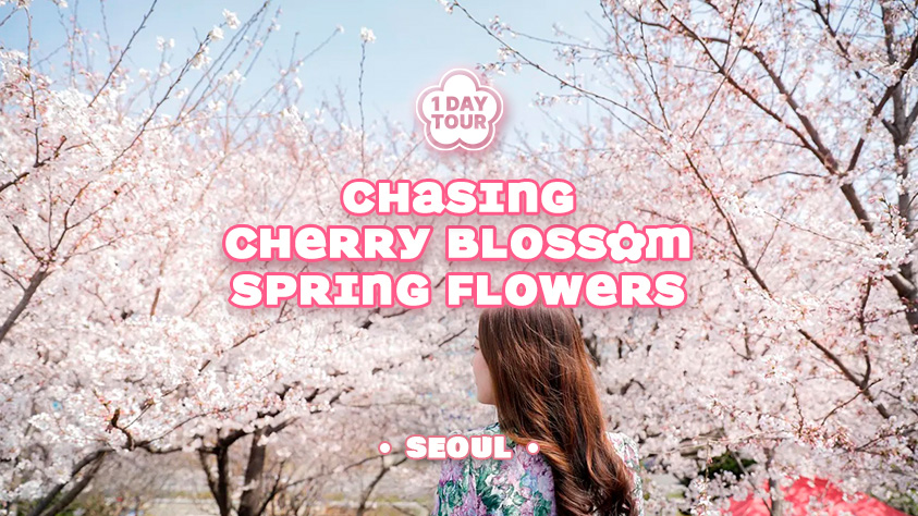 [1% OFF] Chasing Cherry Blossom & Spring Flowers Day Tour from Seoul