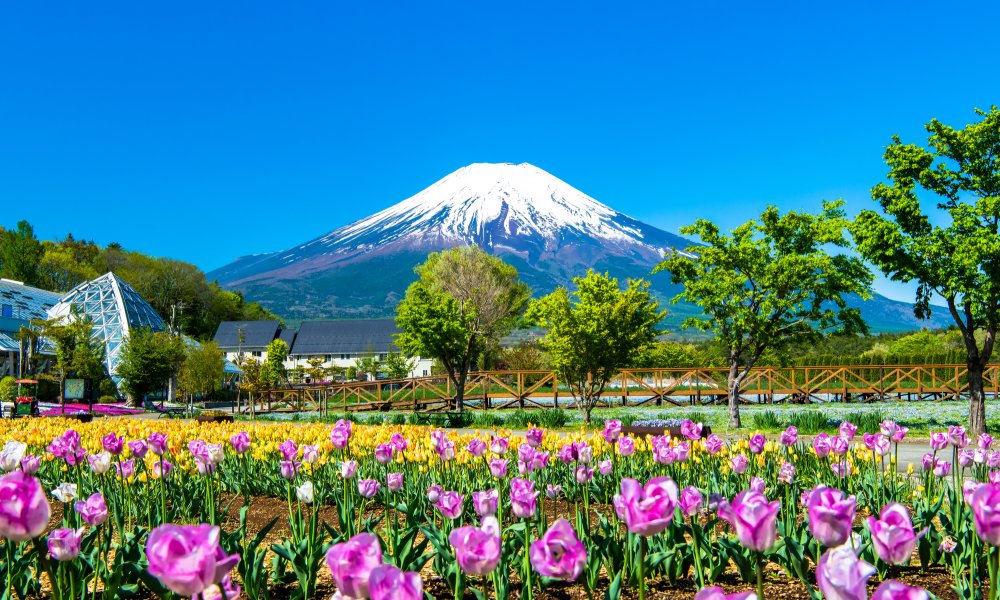 [Tokyo] Mt. Fuji Flower Festival Tour with Ropeway Experience from ...