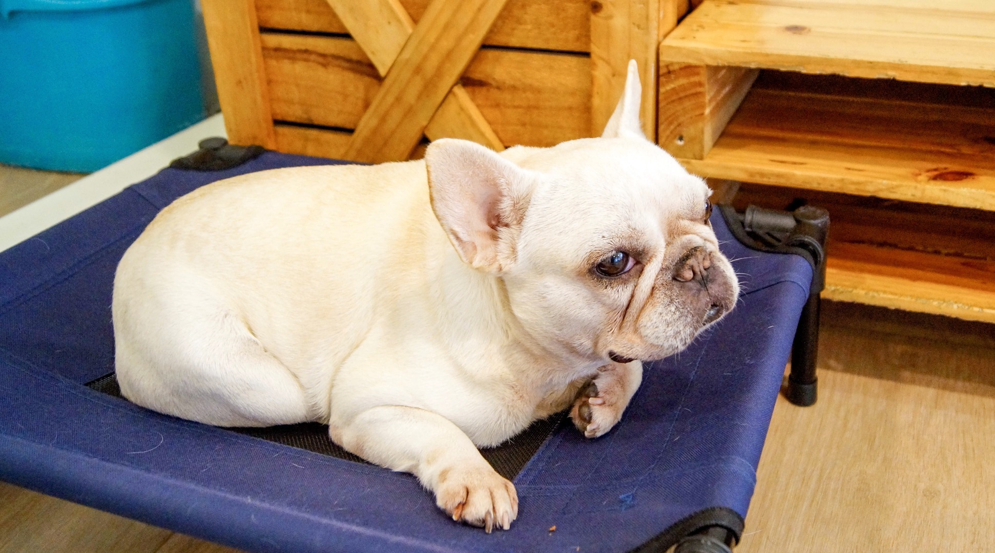 [SALE] Exclusive 15% Off at We Are The Furballs Dog Café, Bugis - Ticket KD