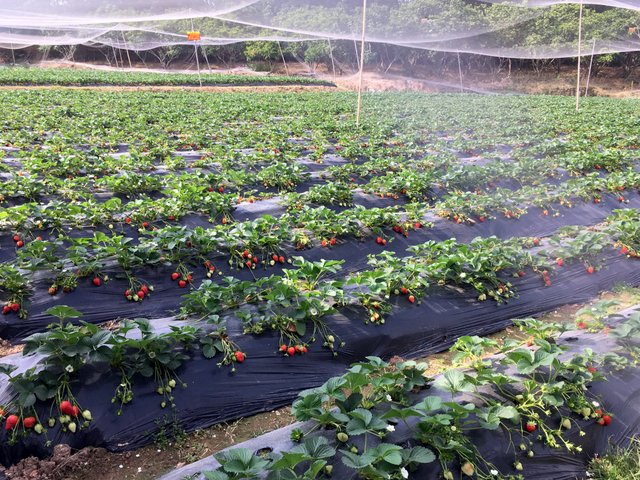 [SALE] 7% Off on Guangming Farm Park Tickets in Shenzhen - Ticket KD