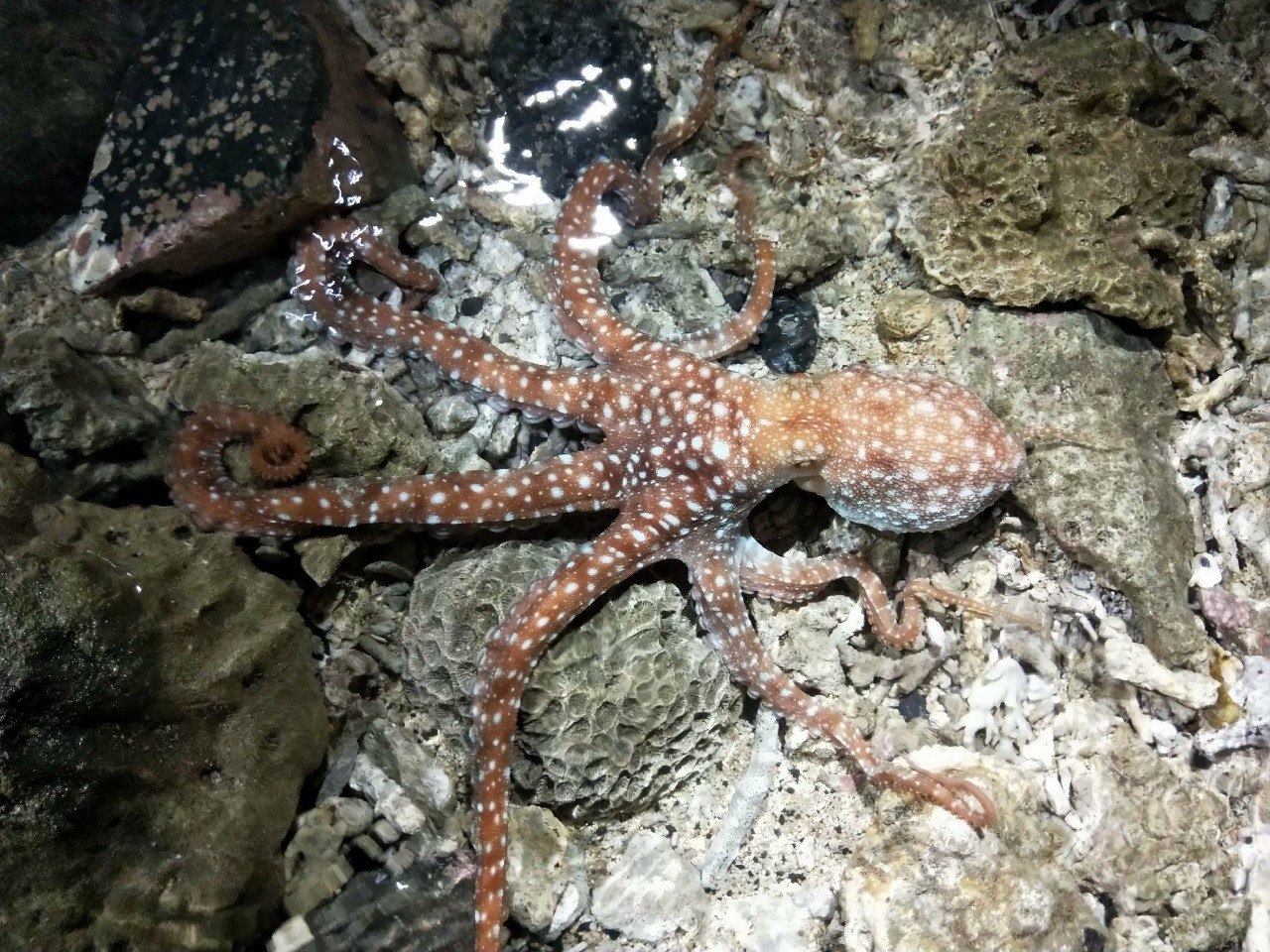 Penghu: Sea Dimension Intertidal Zone Experience