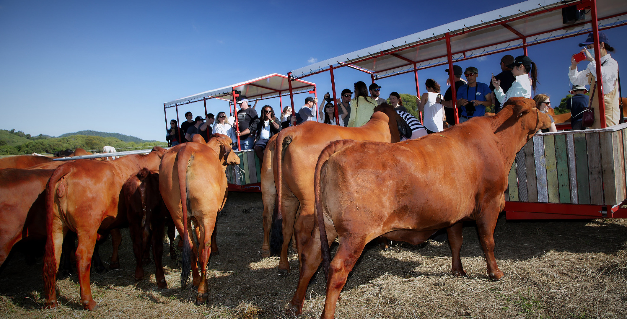 [SALE] Experience Farm Life at Kur Cow Pasture in Cairns - Ticket KD