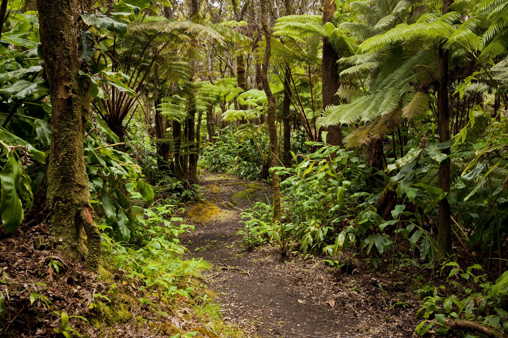 [SALE] Rainforest Walk and Tree Top Adventure in Coorg - Ticket KD