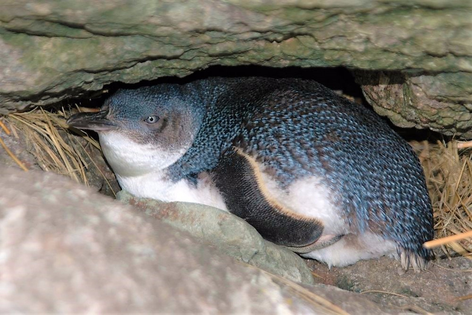 [SALE] Explore Royal Albatross Centre with 5% Discount - Ticket KD