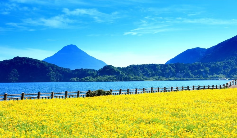 [Kagoshima] [Kagoshima Ibusuki Day Trip] Winter Limited Rapeseed Flower ...