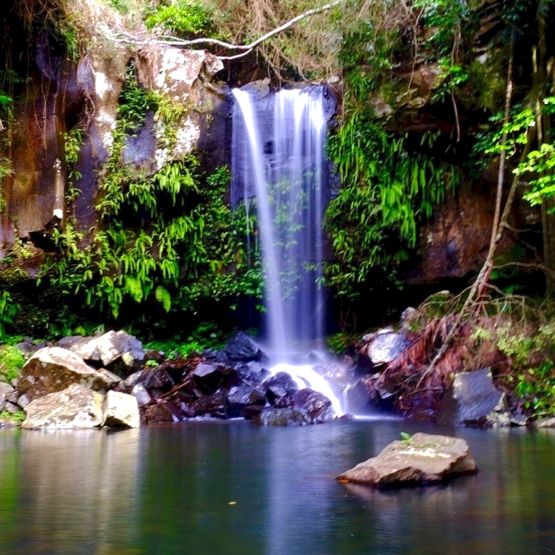 Mount Tamborine Glow Worm Night Tour on the Gold Coast of Australia ...