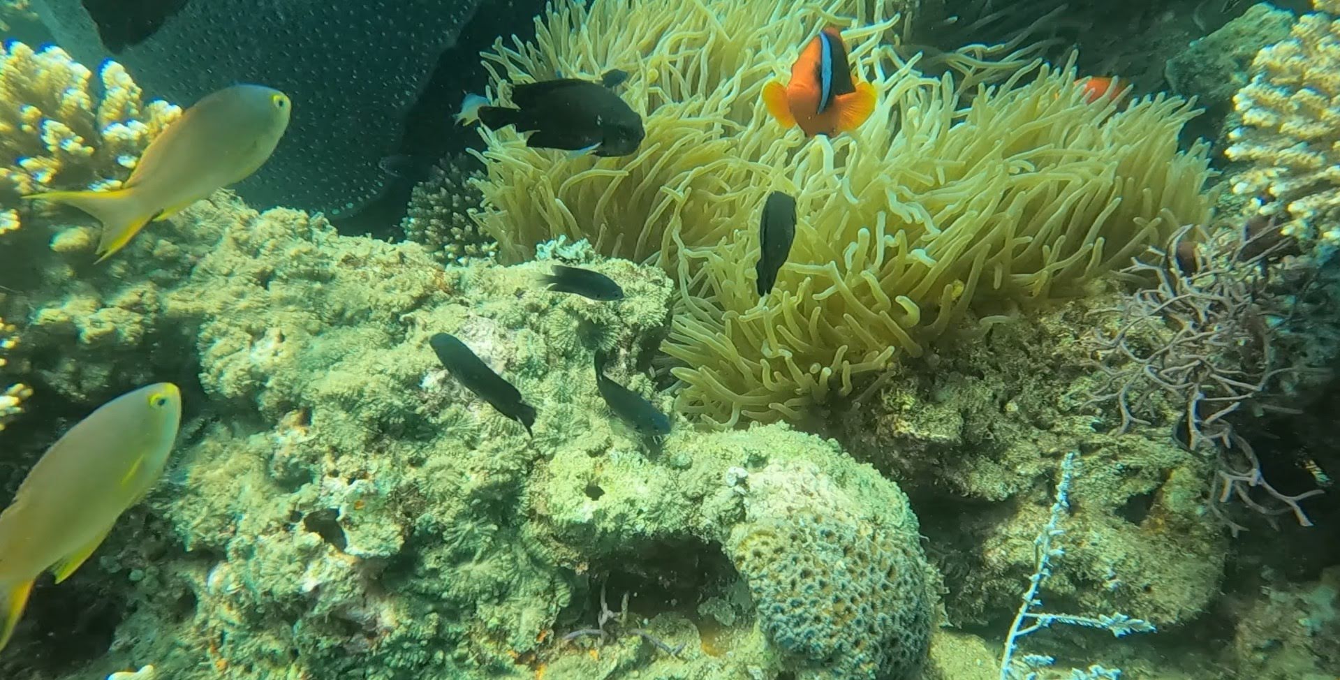 Full day Discover Scuba diving with PADI Certification in Batangas