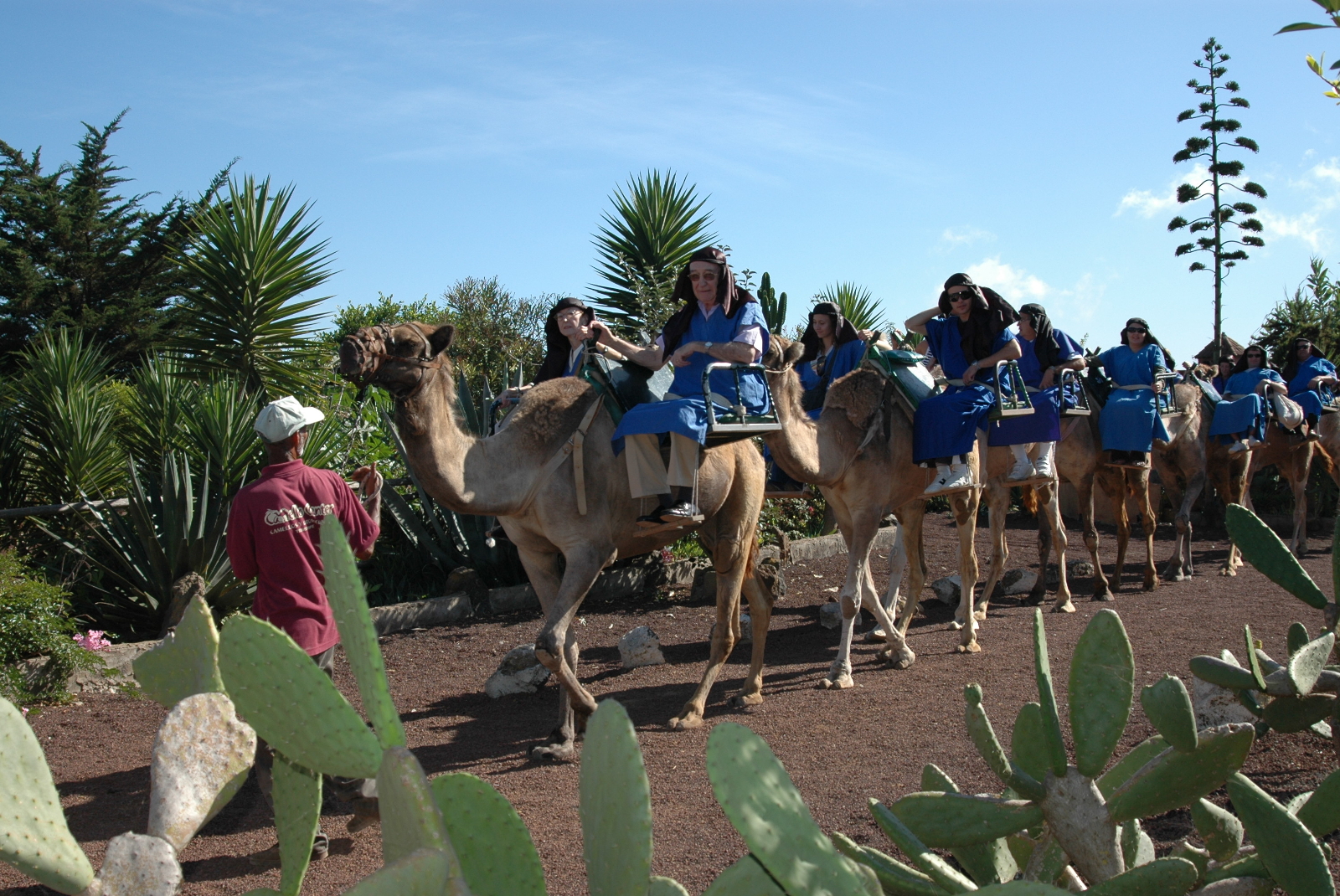[SALE] Tenerife Camel Ride with Tapas - 5% Off - Ticket KD