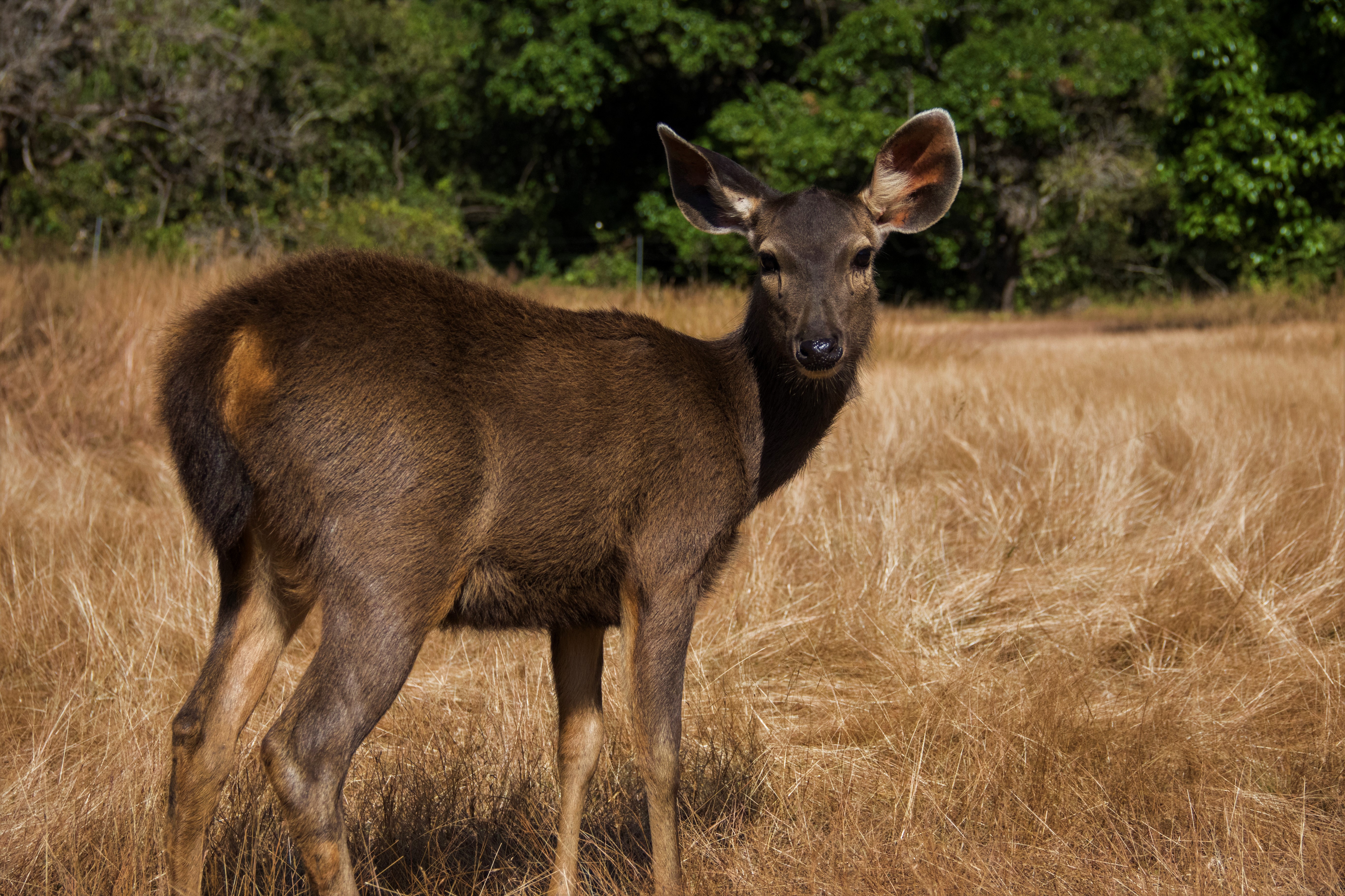 [SALE] 21% Off on Jeep Safari to Bakkare Elephant Grasslands - Ticket KD