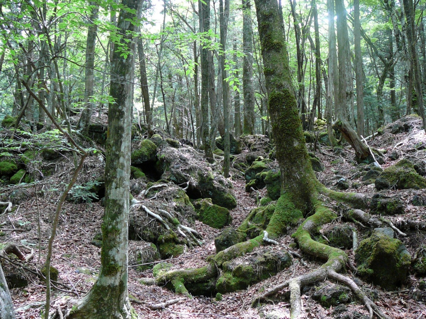 [SALE] Explore Aokigahara Forest: Cave Trekking Tour - Ticket KD