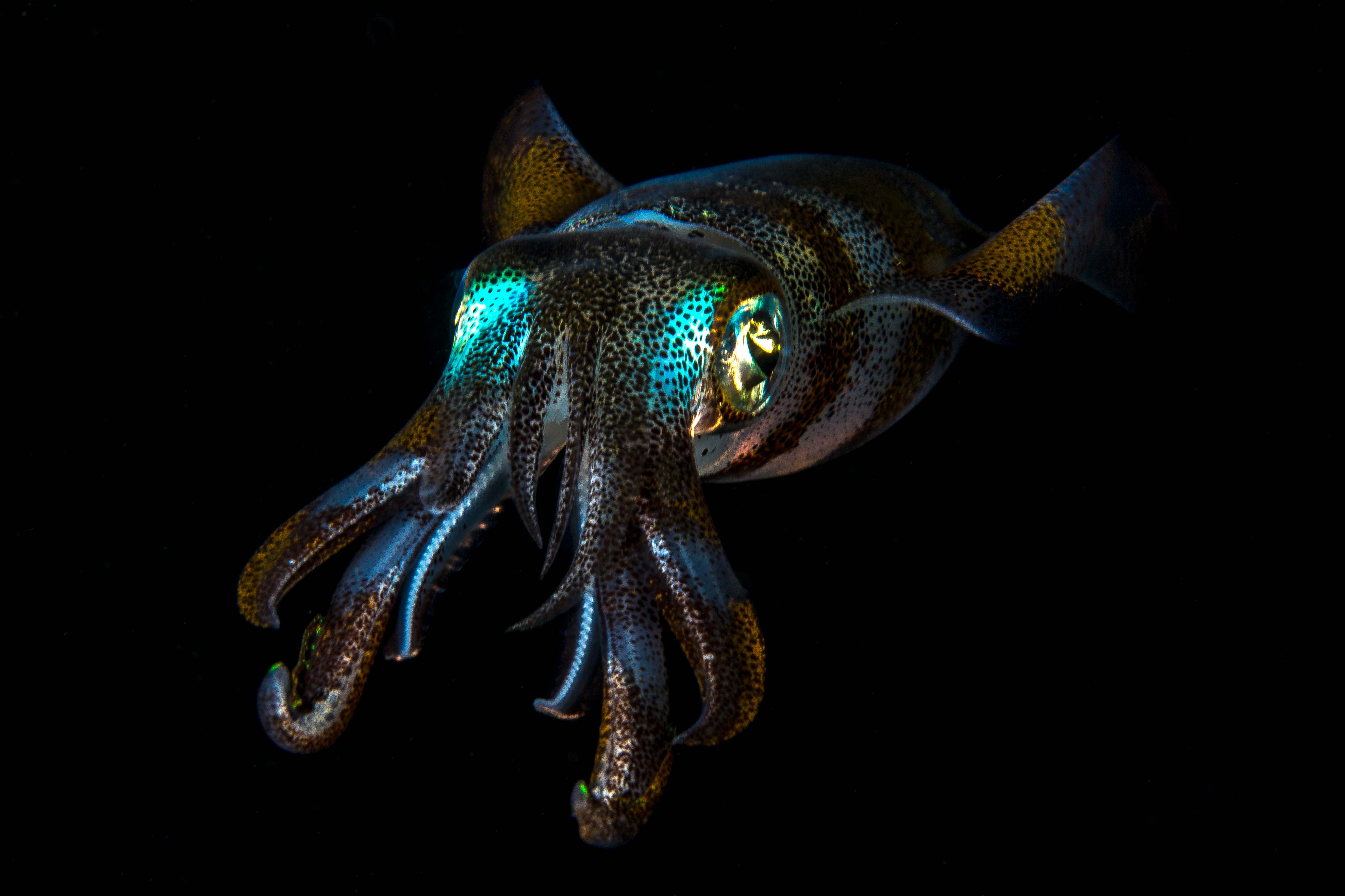 Nocturnal Wonders: Night Dive in Cauayan, Negros with PADI Center