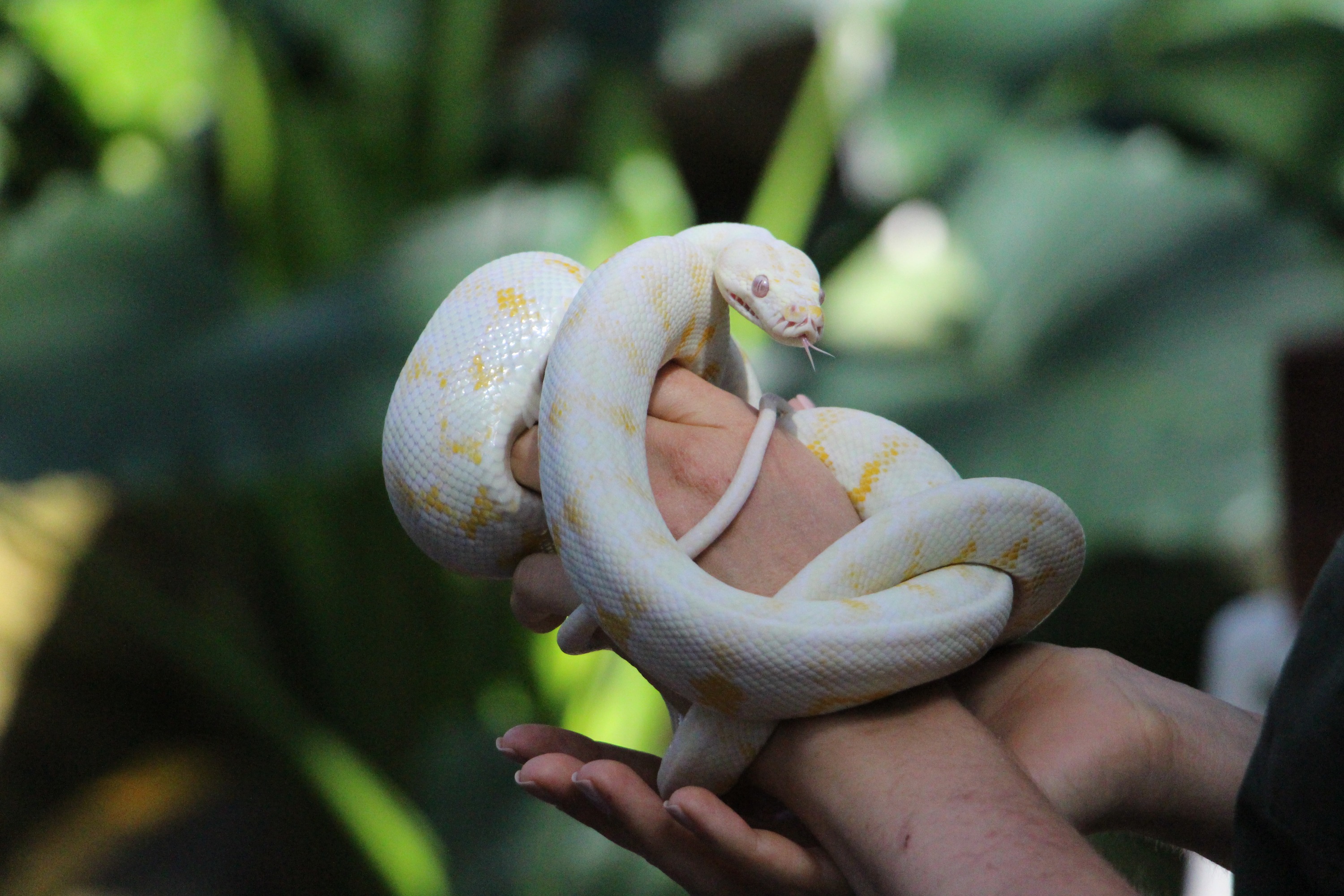 Cairns ZOOM & Wildlife Dome Ticket