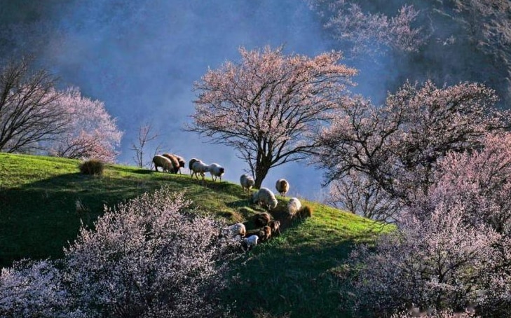 Xinjiang Spring Ili Xinghua Private Tour 6 days (Yijiwu Group + Erjin ...