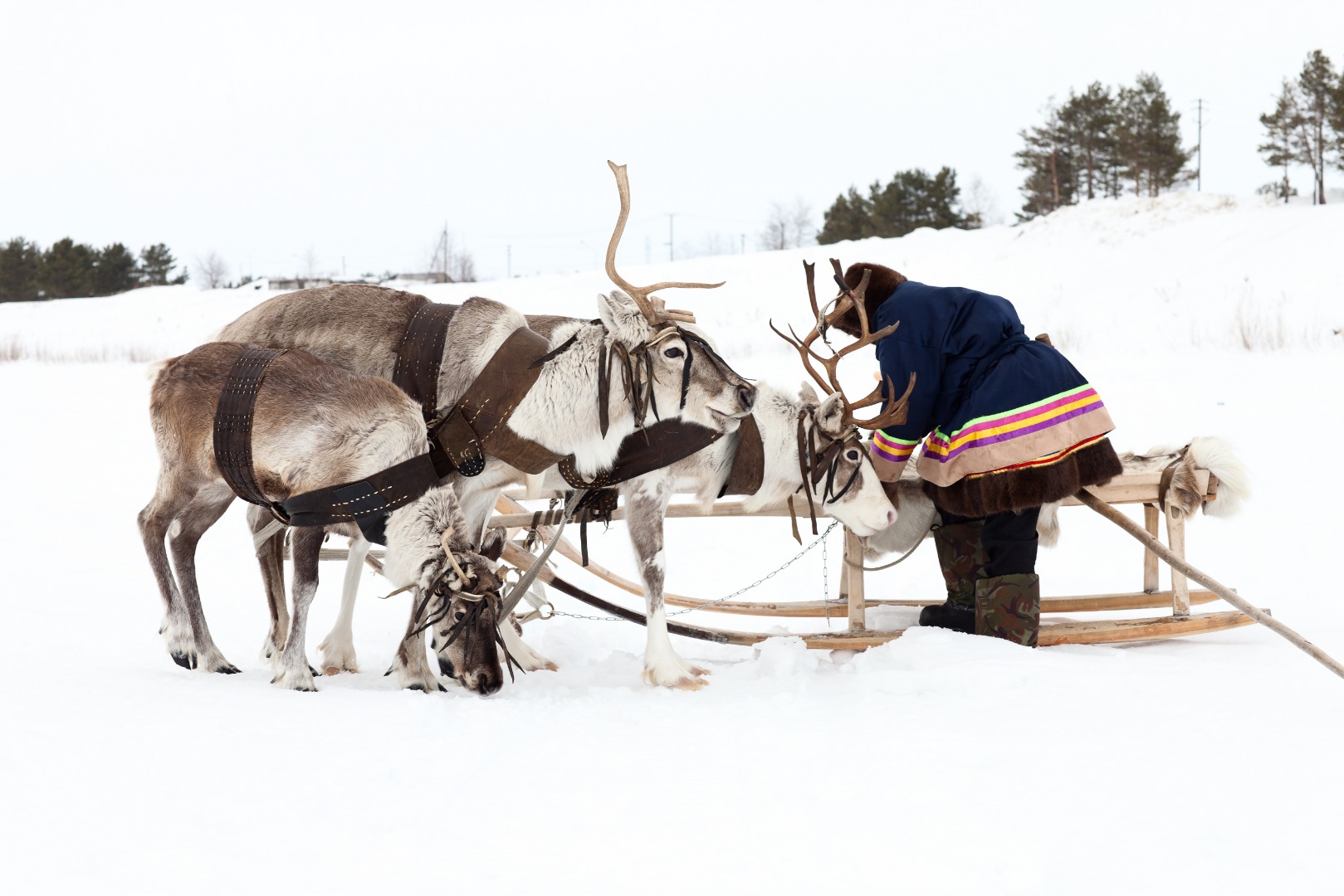 [SALE] Half Day Sami Village Tour from Abisko or Björkliden - Ticket KD