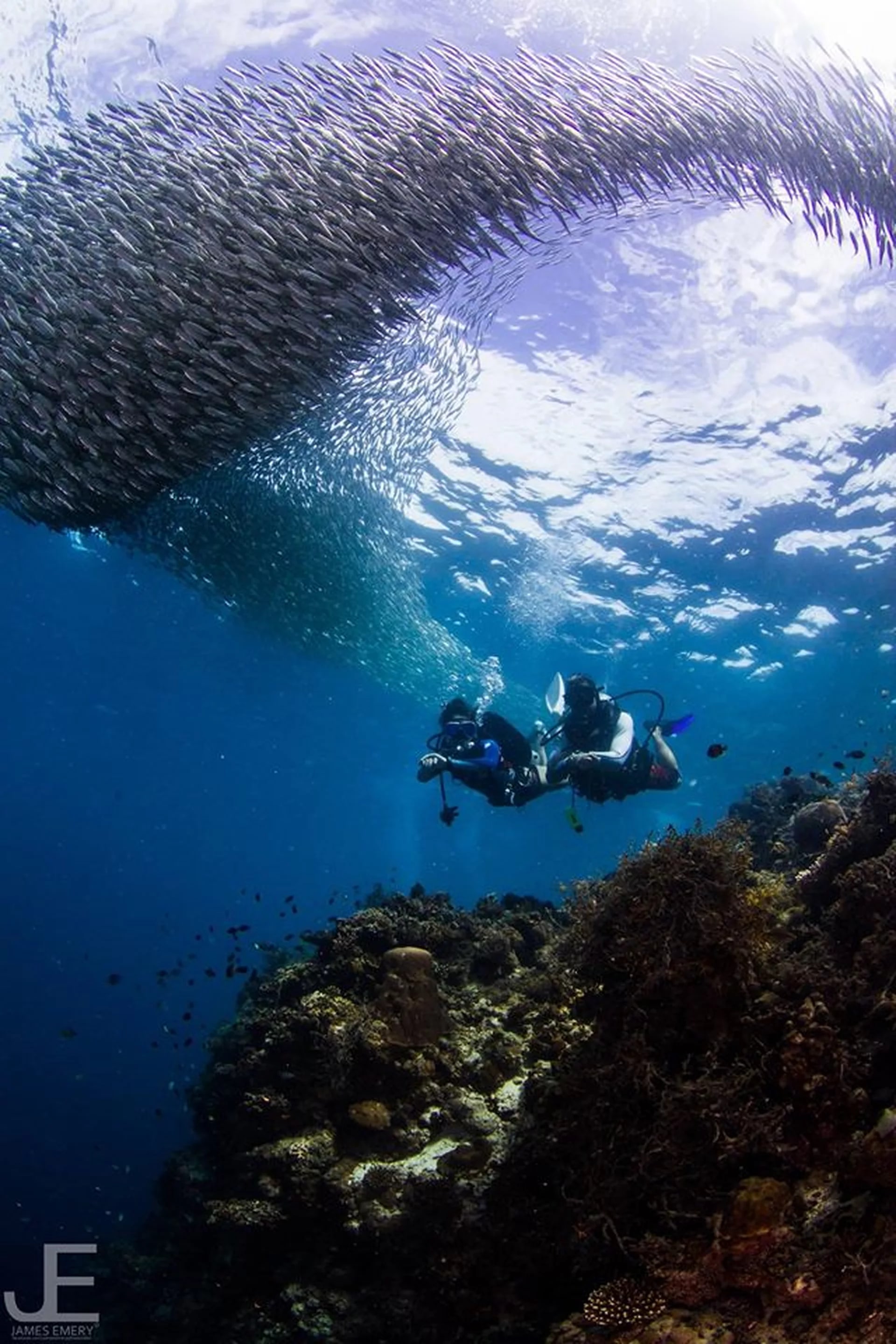 Beyond Basics Bohol: Unleash Your Potential with PADI 5* Dive Center
