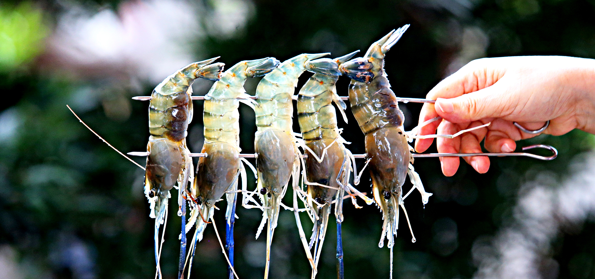 [6% OFF] Yilan | Lanyang Crab Farm | Xue Shan Thailand Prawn | Shrimp ...