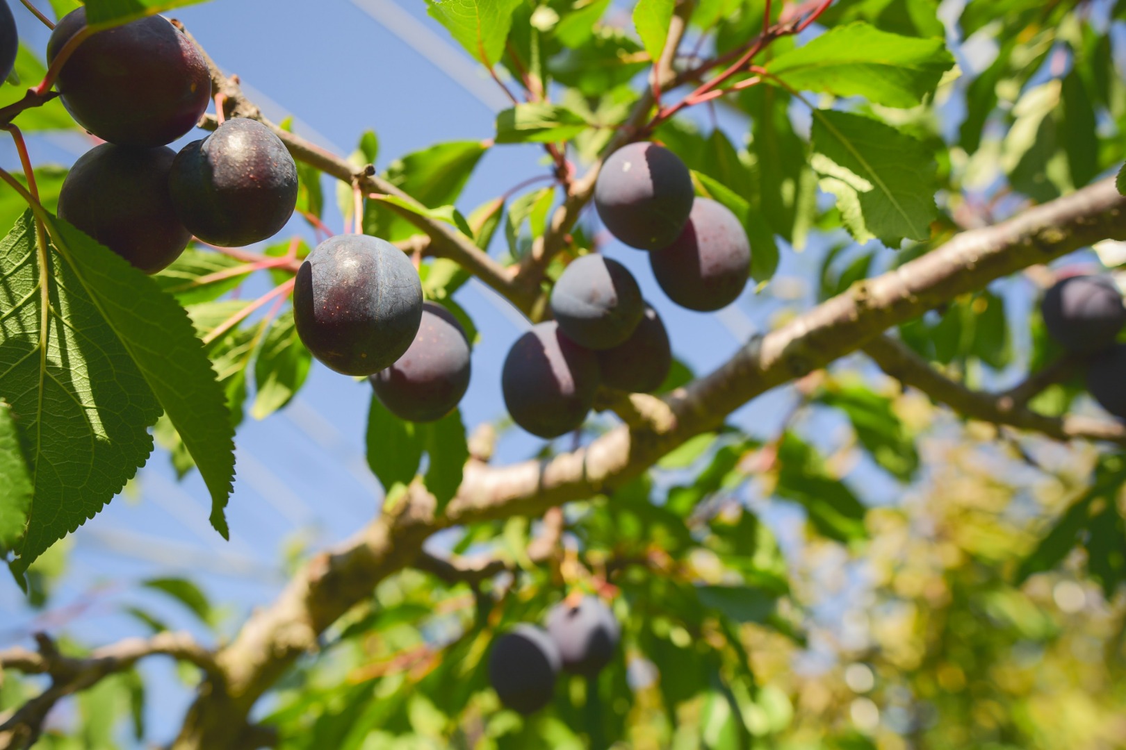 [SALE] Experience the Wonders of Jozankei Farm in Hokkaido - Ticket KD