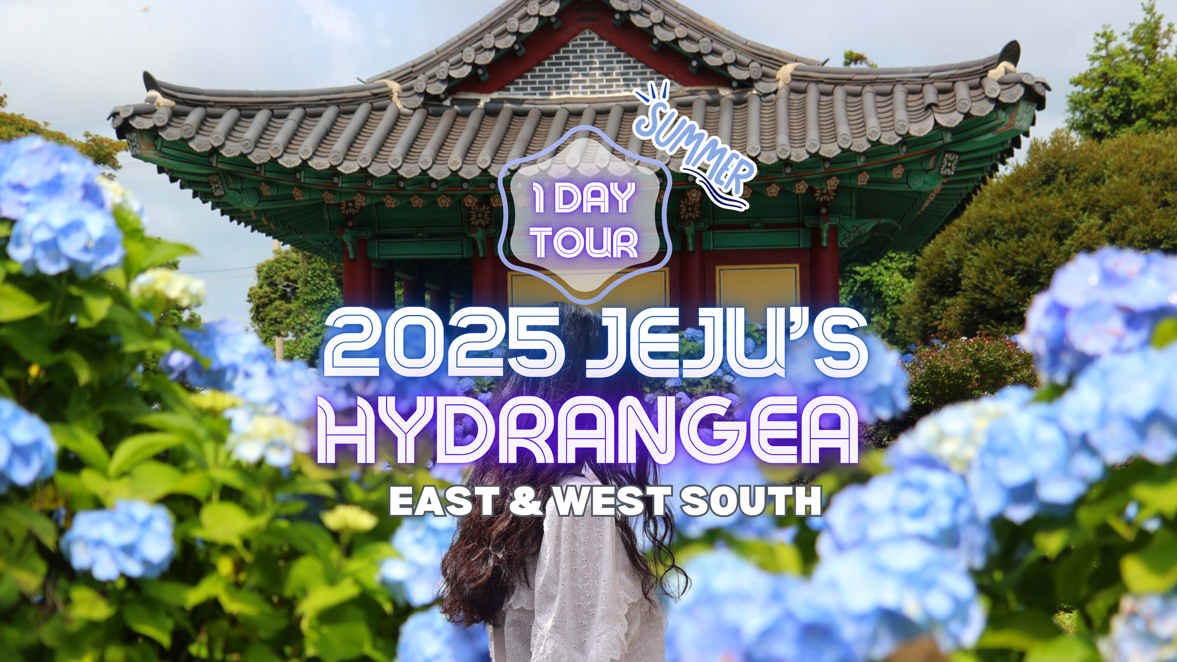 2025 Jeju Summer Hydrangea Festival Tour (4 Seasons Tour) - HyperAir