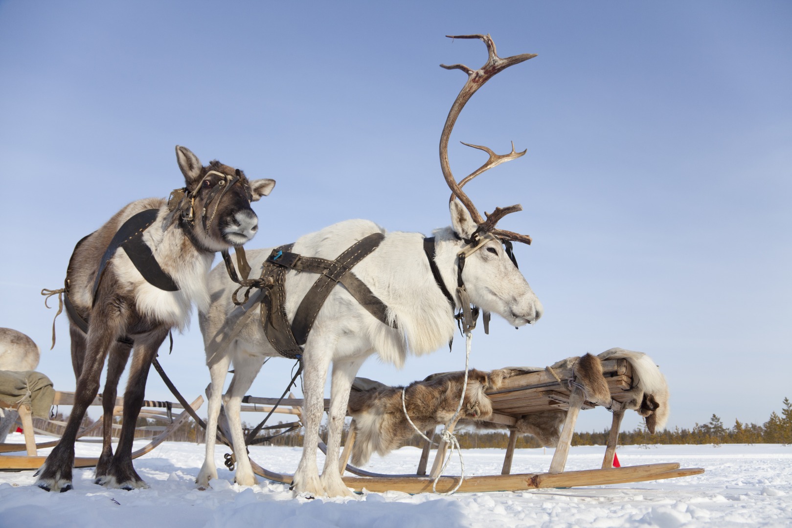 [SALE] Half Day Sami Village Tour from Abisko or Björkliden - Ticket KD