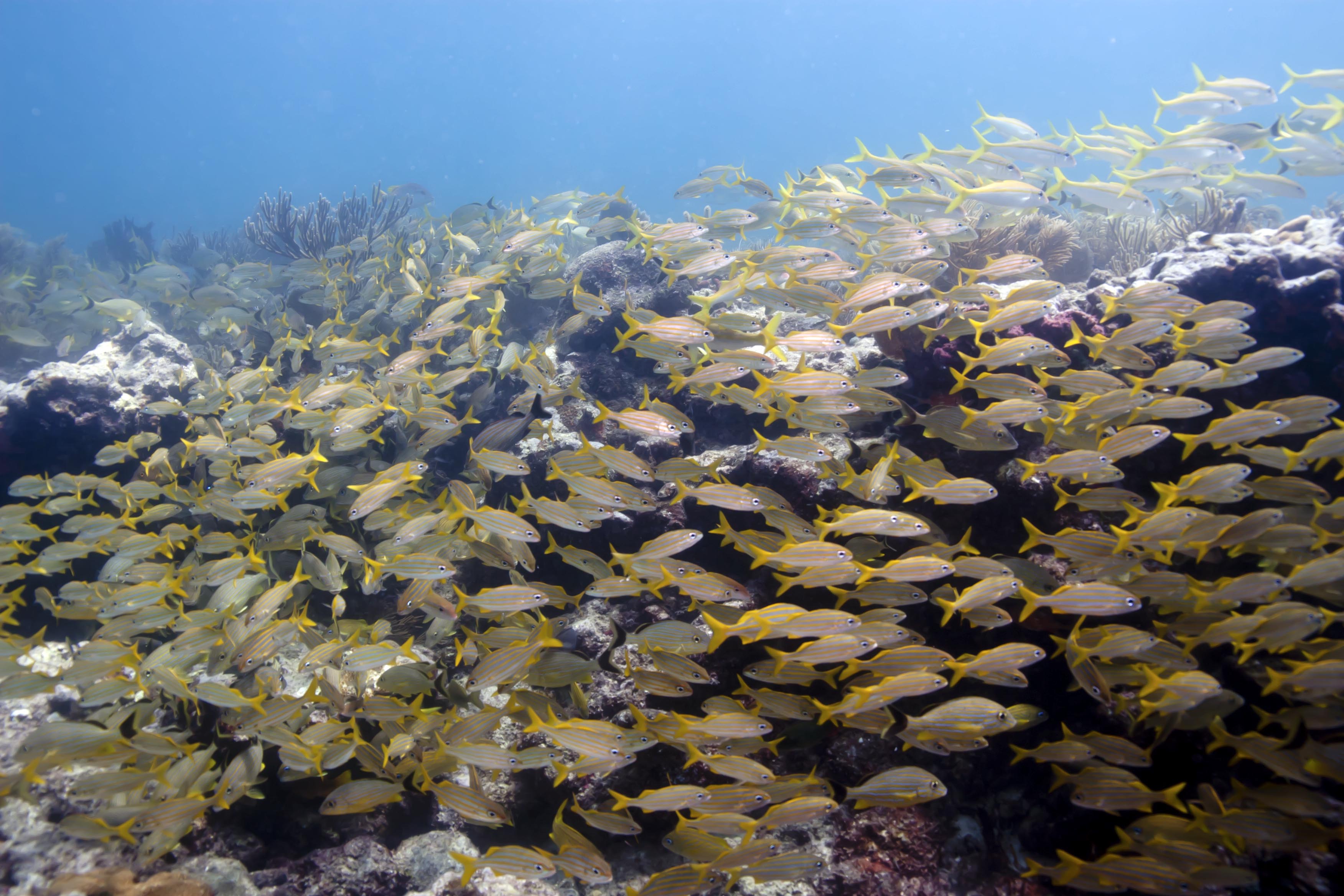 Get Back in Gear: Scuba Refresher in Islamorada with PADI 5* Center