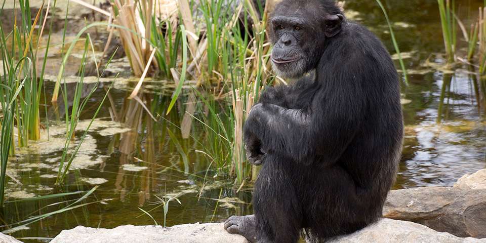 [SALE] Save 5% on Monarto Zoo's Chimp Encounter (Includes Entry ...