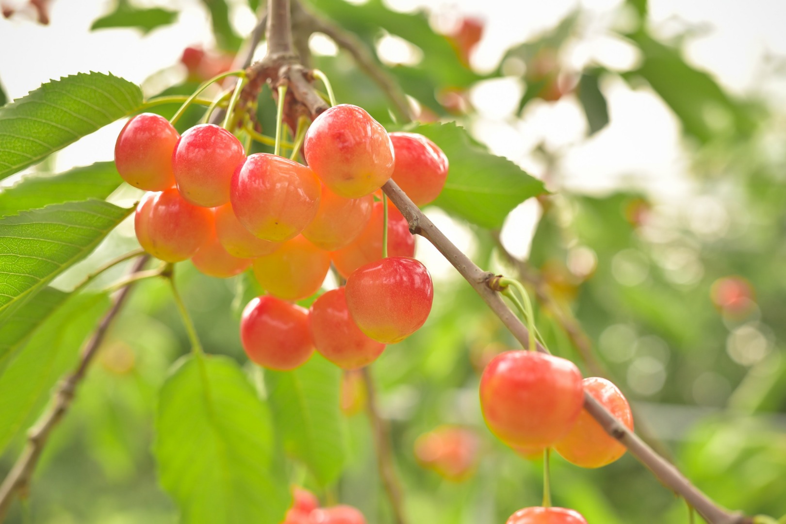 [SALE] Experience the Wonders of Jozankei Farm in Hokkaido - Ticket KD