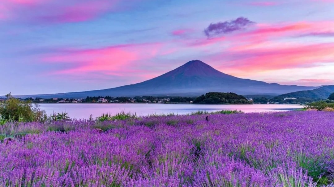 [Popular check-in attractions of Mount Fuji Flower Sea] Kawaguchiko ...