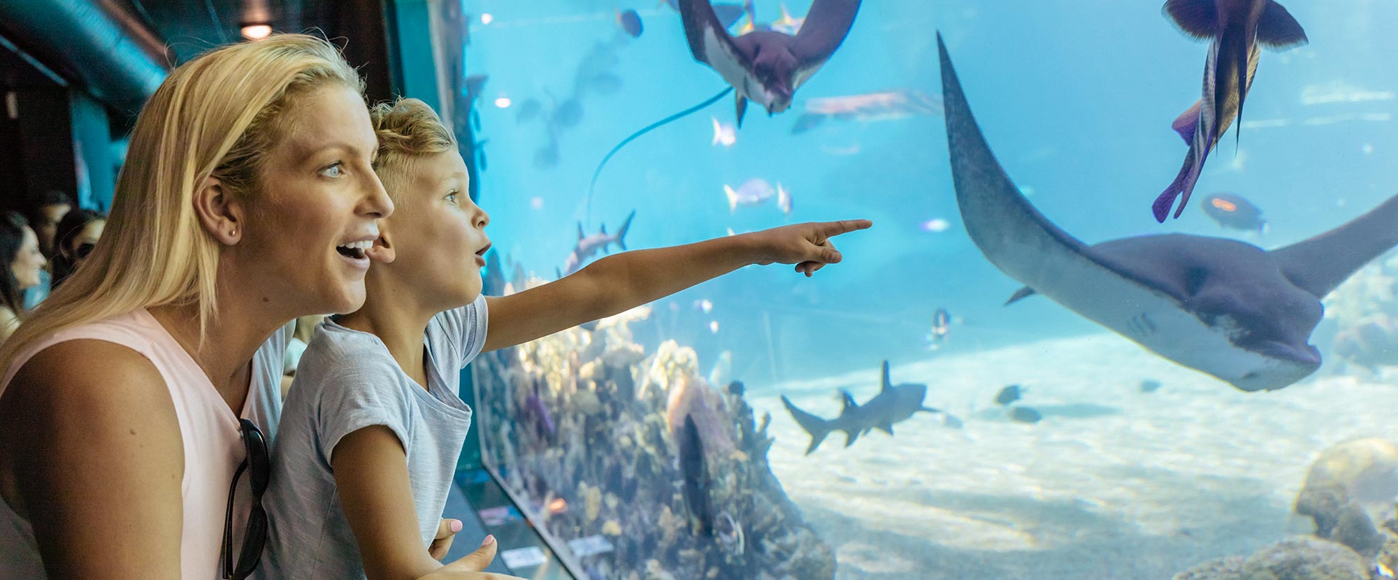 [SALE] Gold Coast Theme Parks Combo Ticket Sale 36% - Ticket KD