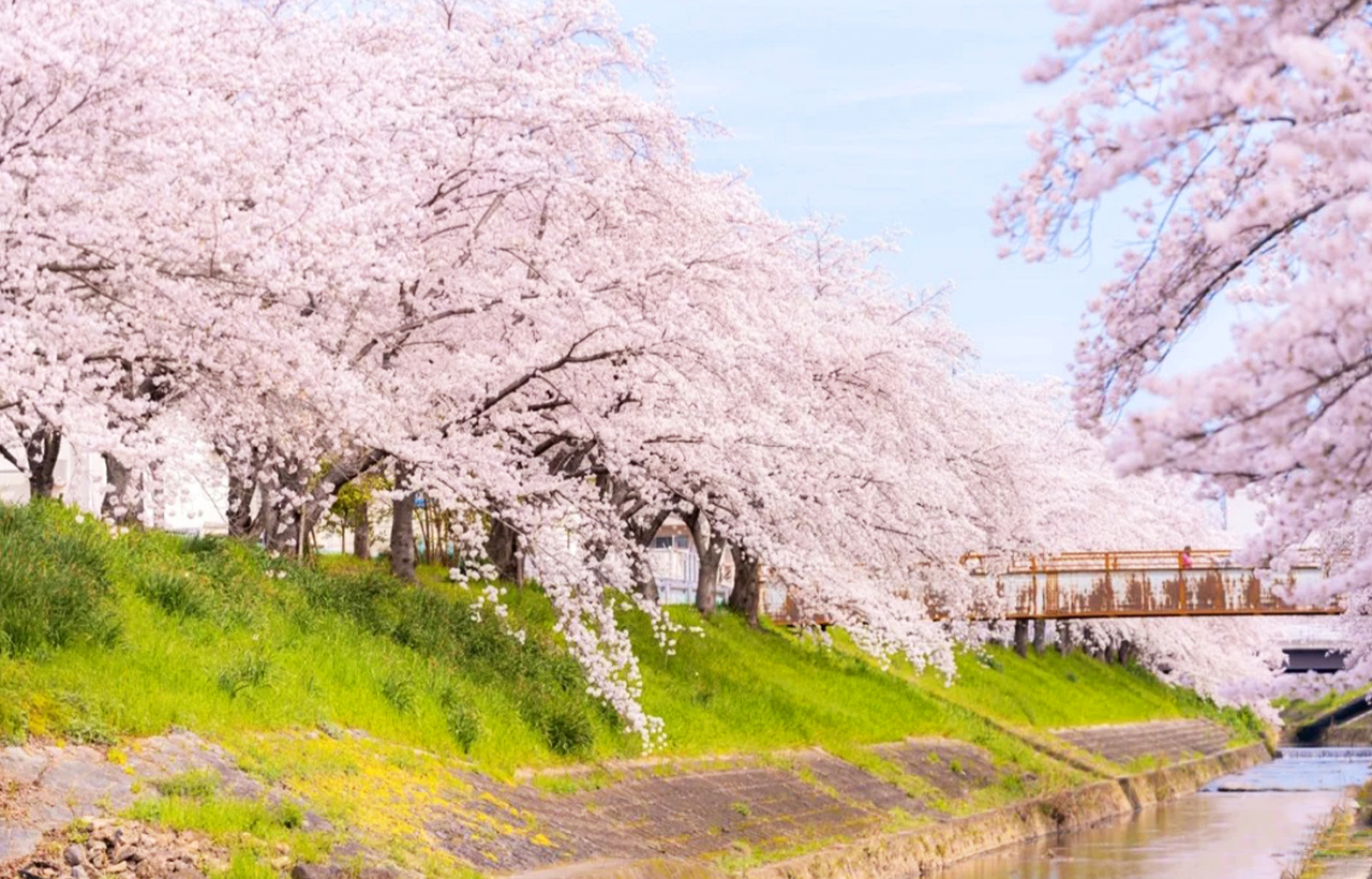 Kyoto Cherry Blossom Tours - LIVE JAPAN