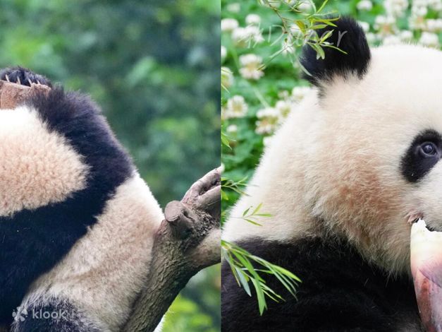 Sichuan Chengdu Giant Panda Base + Sanxingdui Museum 1-day tour (2-7 ...