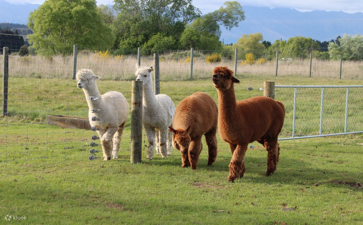 Milford Sound Coach and Cruise from Te Anau with Farm Tour - Klook