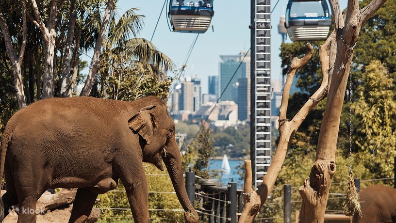 Taronga Zoo and Sydney Harbour Hopper Admission - Klook