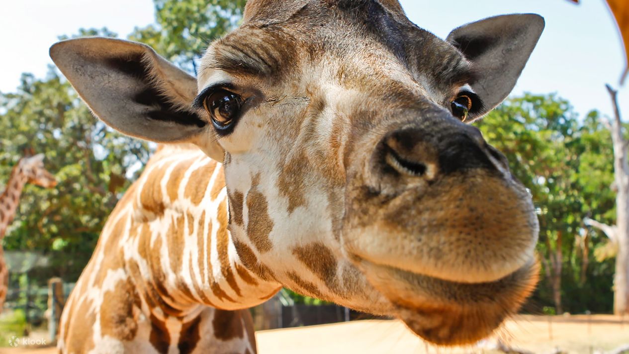 Perth Zoo Entry Ticket and Swan River Sightseeing Cruise - Klook ...