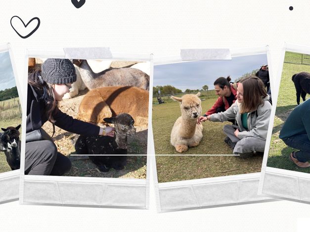 London Alpacas experience: Get up-close in their field & feed them ...