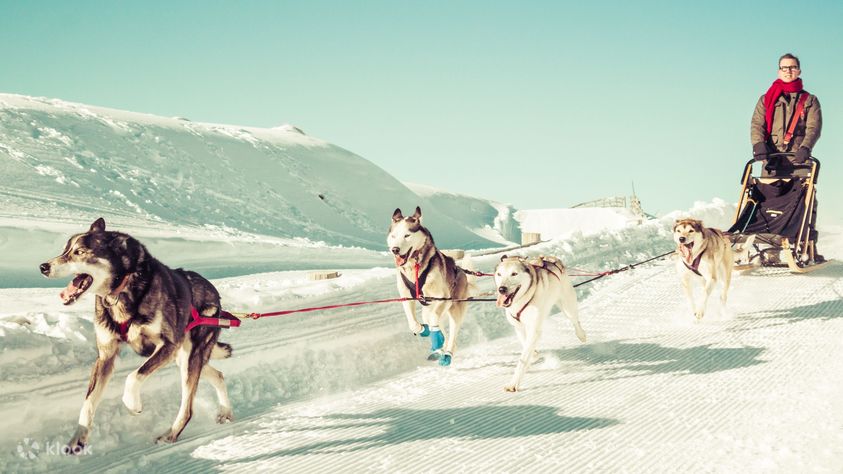 Dog Sledding and Helicopter Experience in Queenstown - Klook