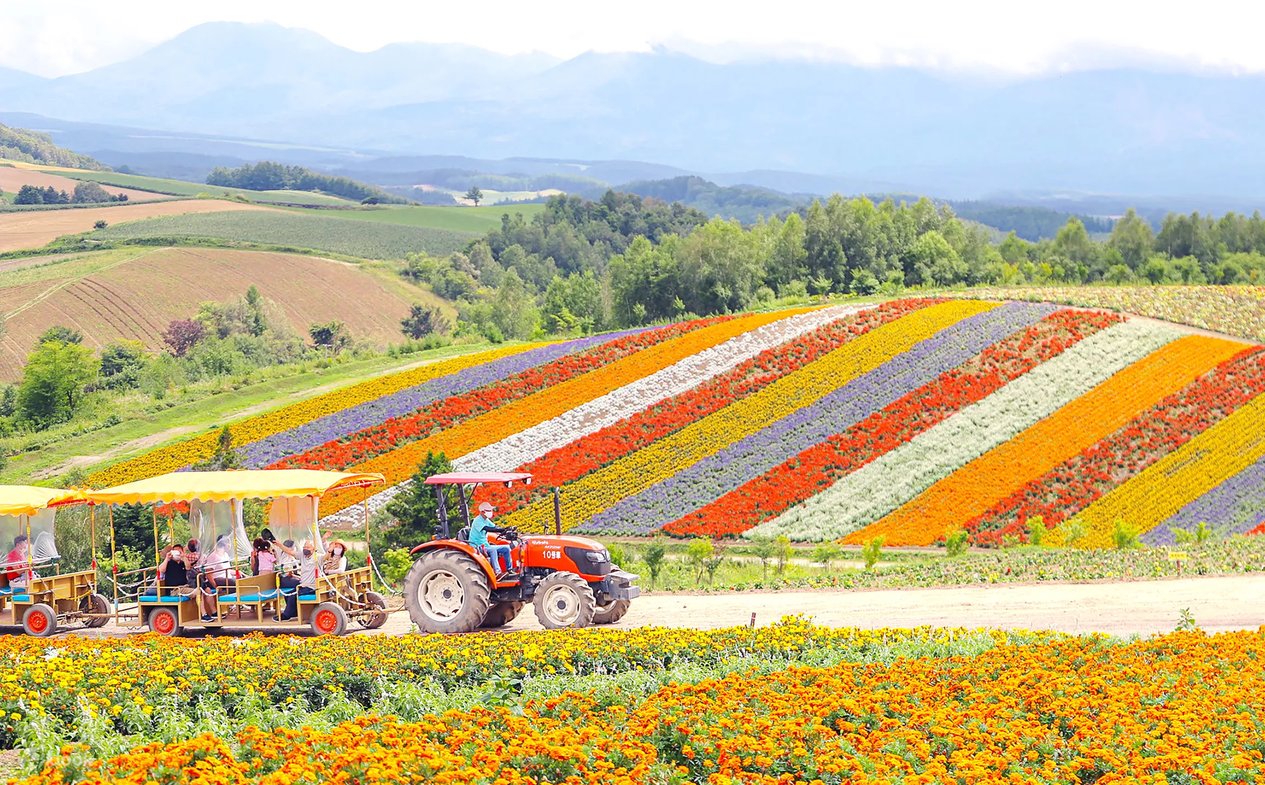 Hokkaido | Tomita Farm & Green Pond & Furano & Forest Fairy Terrace Day ...