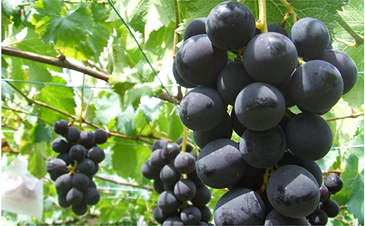 Oishi Park & All-You-Can-Eat Grapes & Kiyosato Observation Deck Day ...