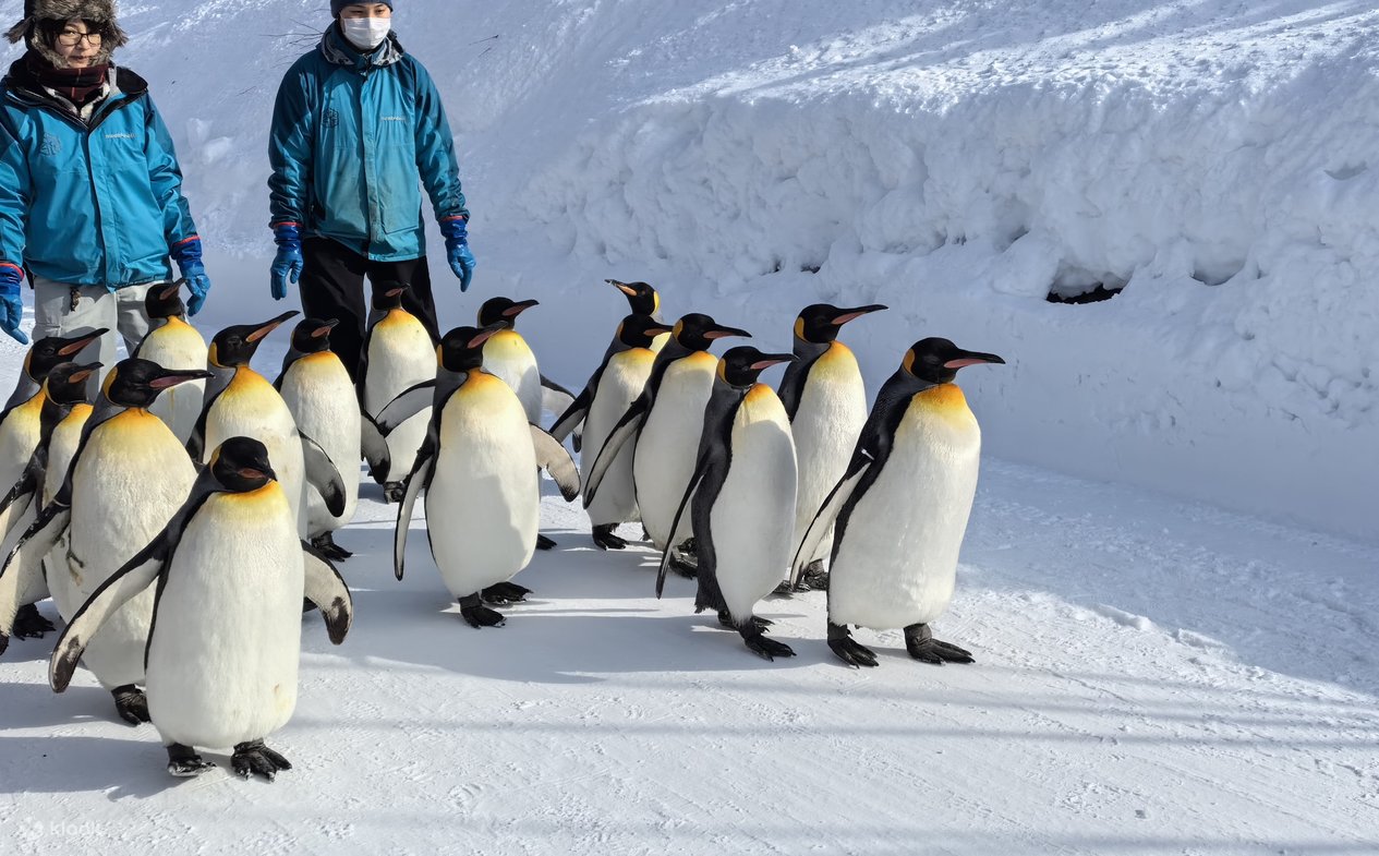 旭山動物園&四季彩之丘&網紅樹&森林精靈露臺一日遊 - Klook 客路