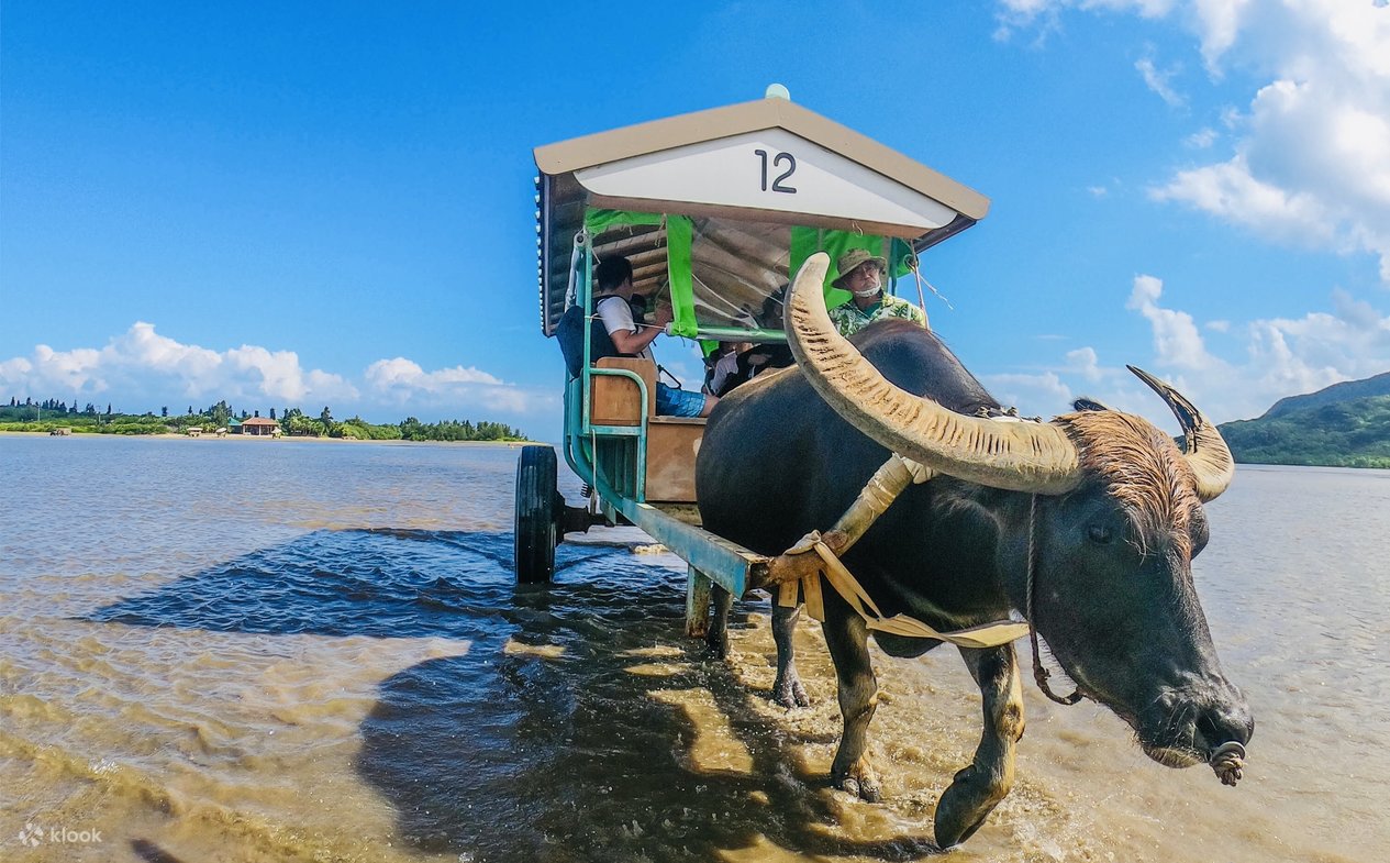 Iriomote Island Yubu Island sightseeing & selectable activity 1 day ...