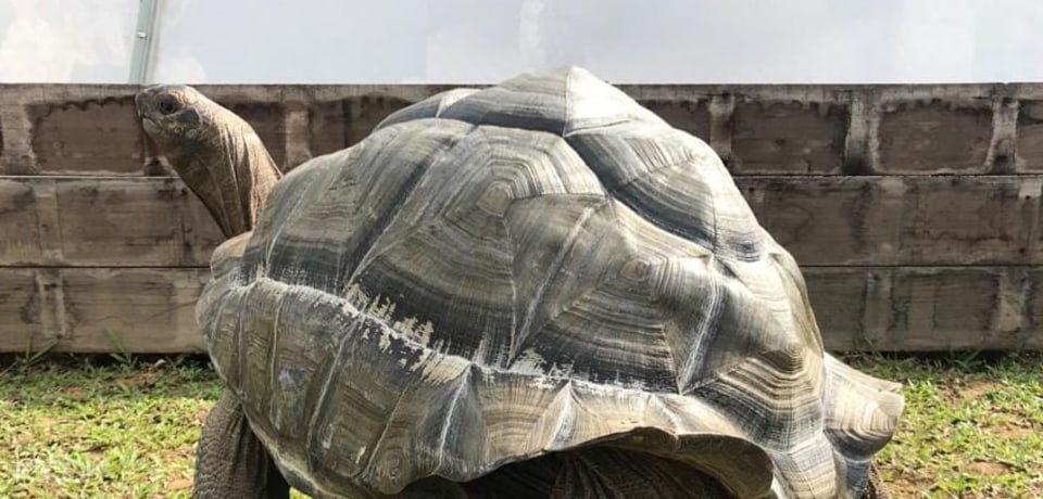 The Live Turtle and Tortoise Museum Admission - Klook Singapore