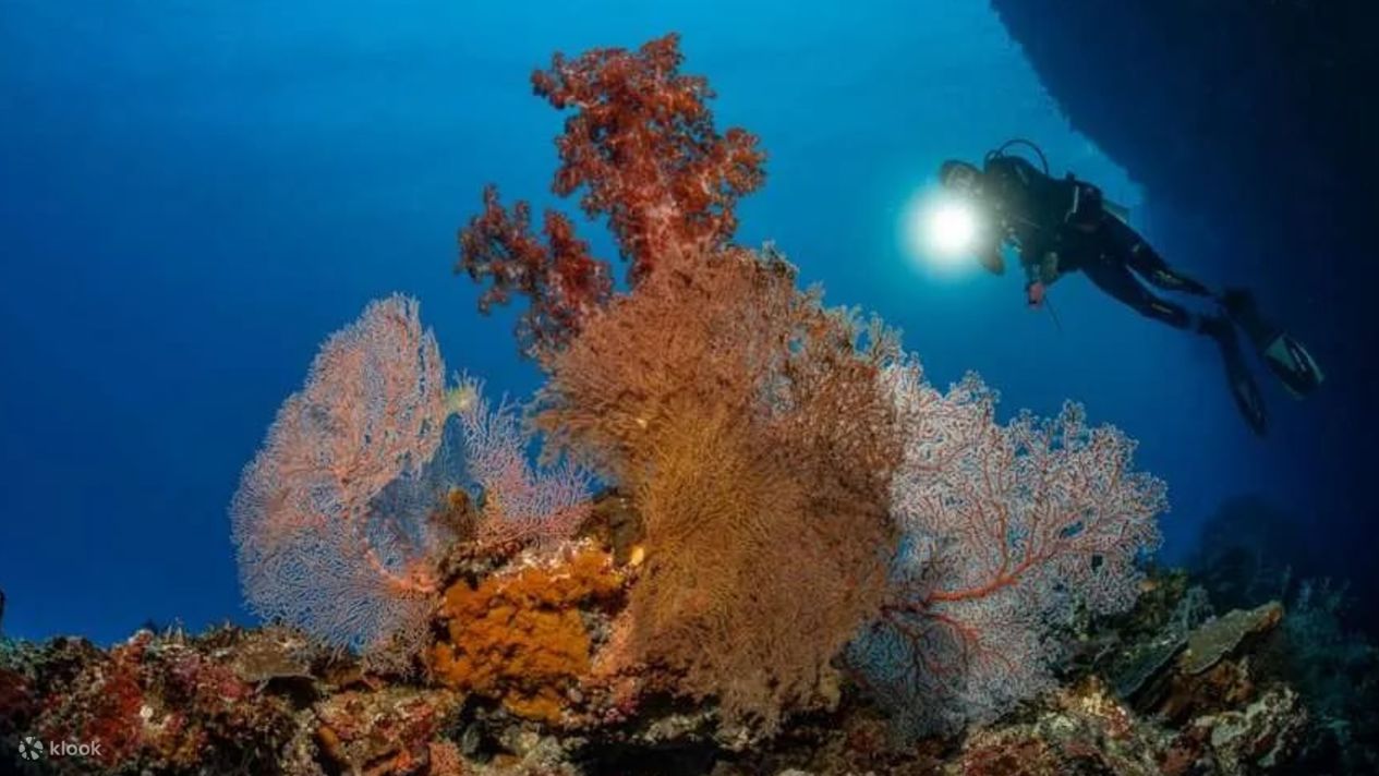 Dive Deeper, Stay Longer: Become an Enriched Air Diver in Sipalay with ...