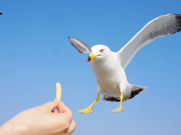 Rail Bike, Seagull Feeding, Fairy Tale Village, and Sky Mirror Tour - Klook