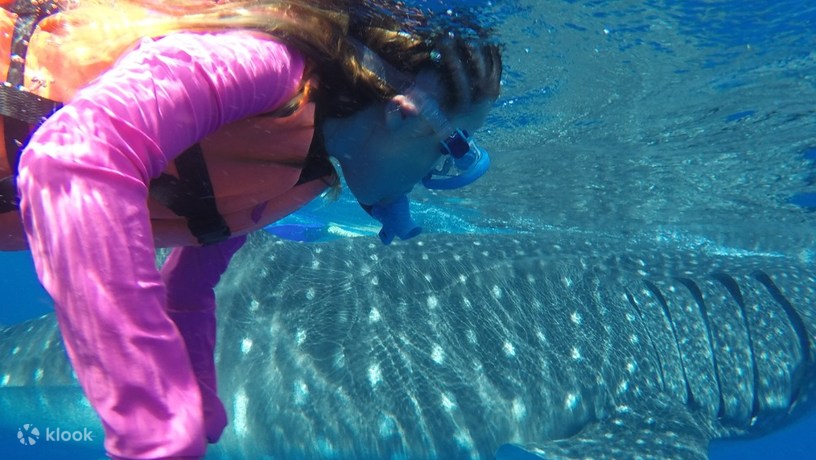 Whale Shark All-Inclusive Snorkeling Experience in Cancun - Klook