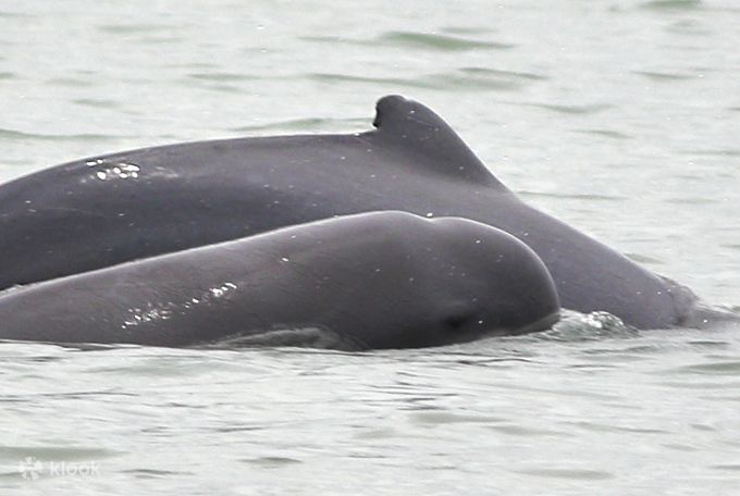 Sarawak Dolphin Mangrove Cruise - Klook