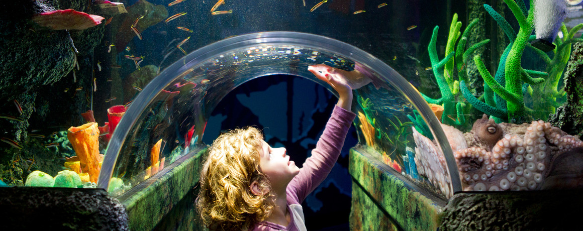 SEA LIFE Melbourne Aquarium Ticket - Klook Singapore
