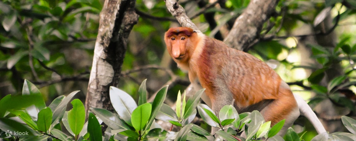 Proboscis Monkey Encounter Tour in Brunei - Klook Philippines