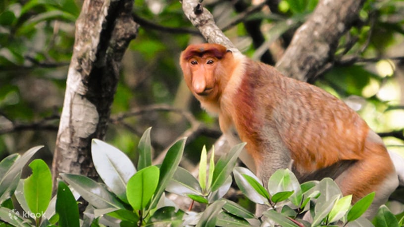 Proboscis Monkey Encounter Tour in Brunei - 클룩 KLOOK 한국