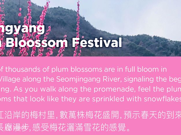 Korea Cherry Blossom Tour from Seoul - Klook